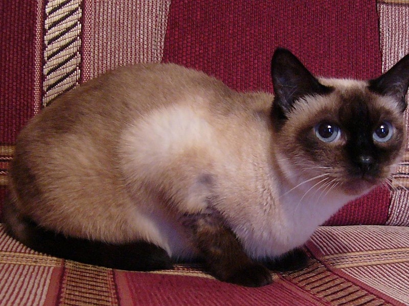 Cabinet veterinar Valeni - Dr Bobu Cristian